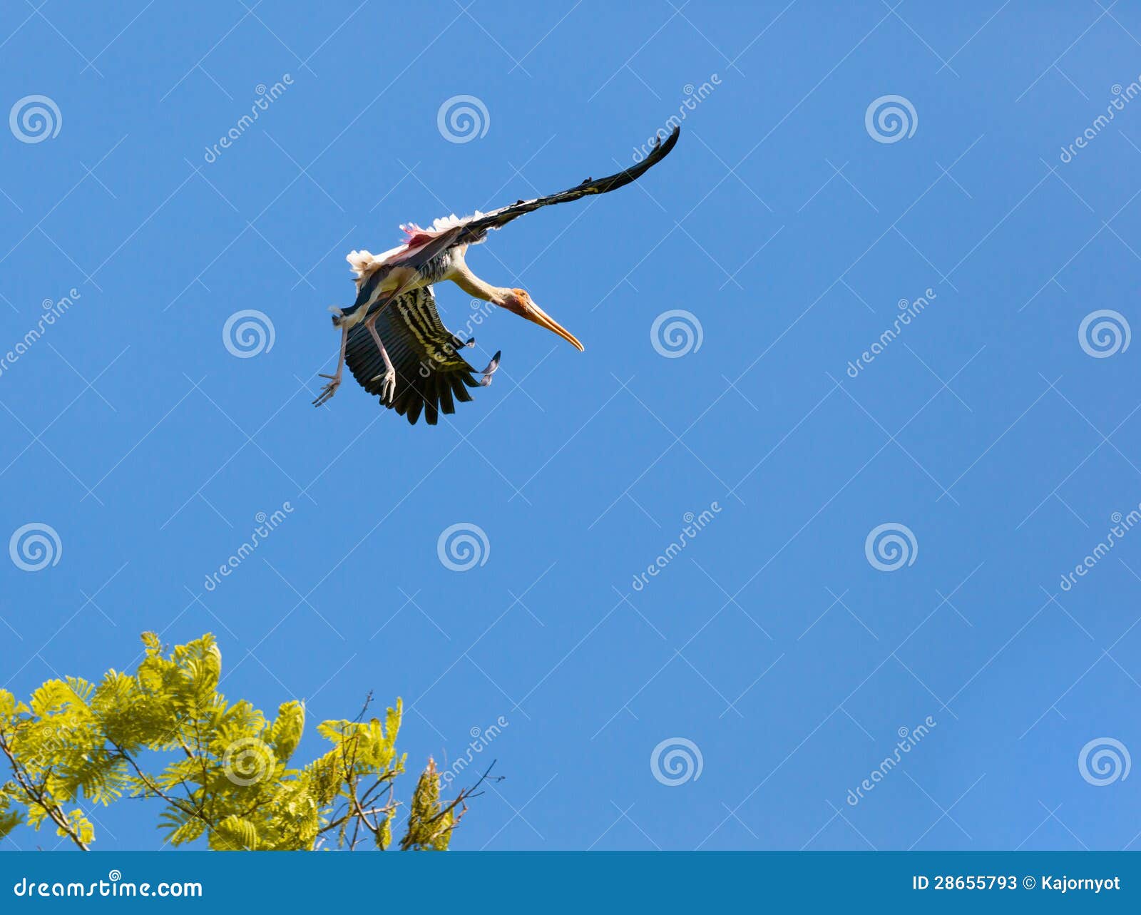 The Beautiful Landing Position in the Air of Painted Stork Stock Image ...