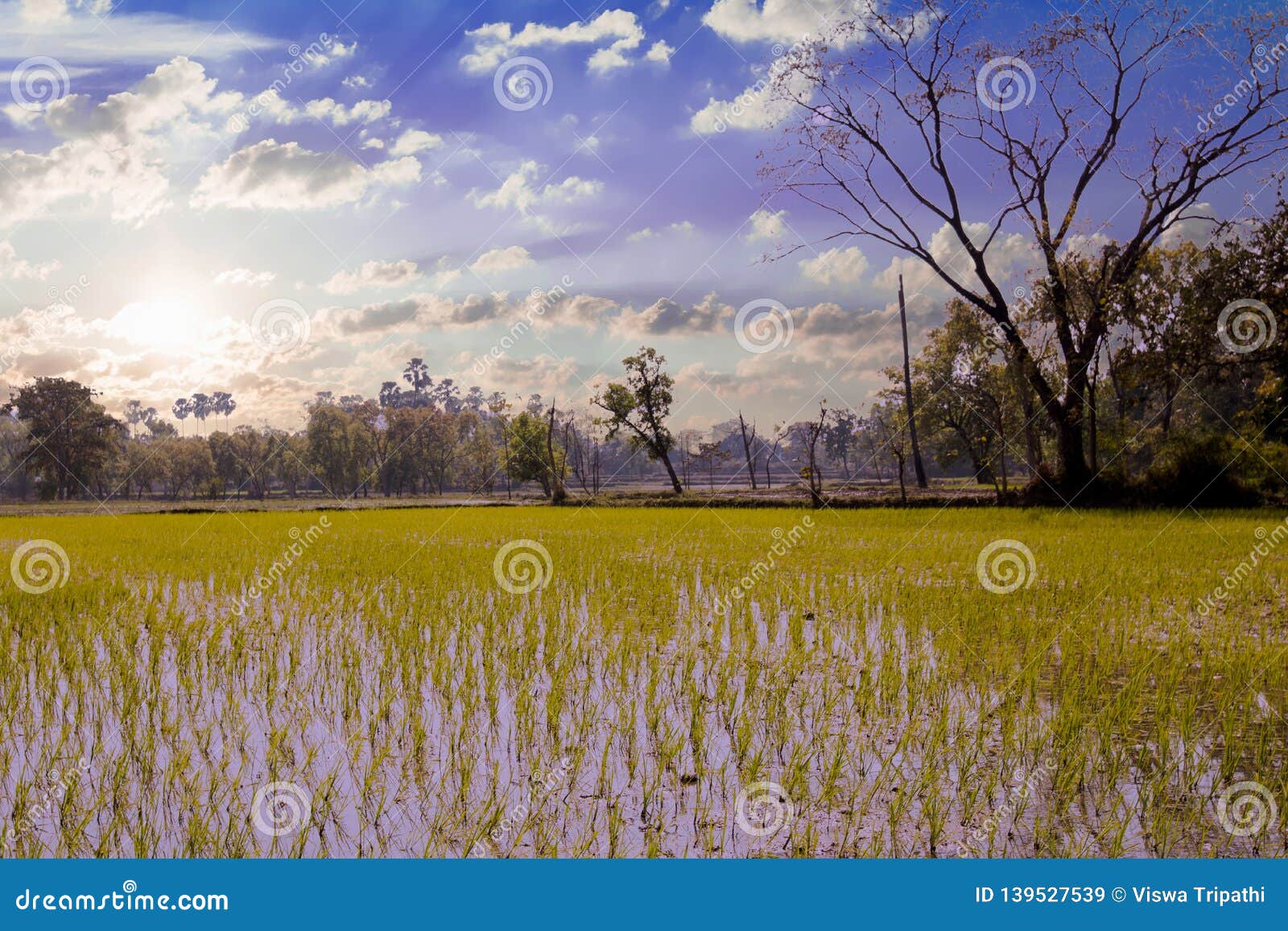 Beautiful Landscape with Agricultural Crops Stock Image - Image of ...