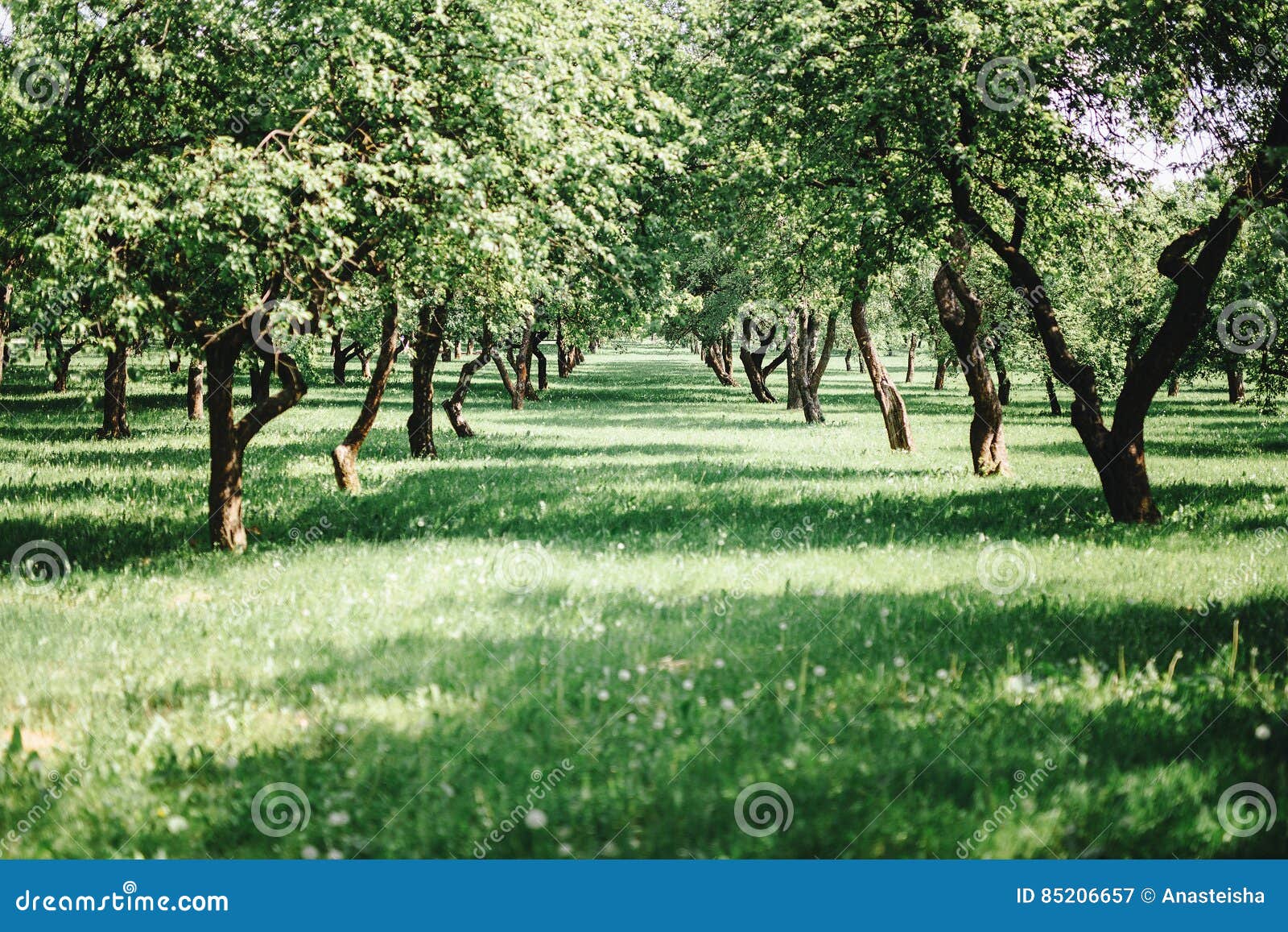 Beautiful Landscape. Apple Orchard Stock Image - Image of large ...