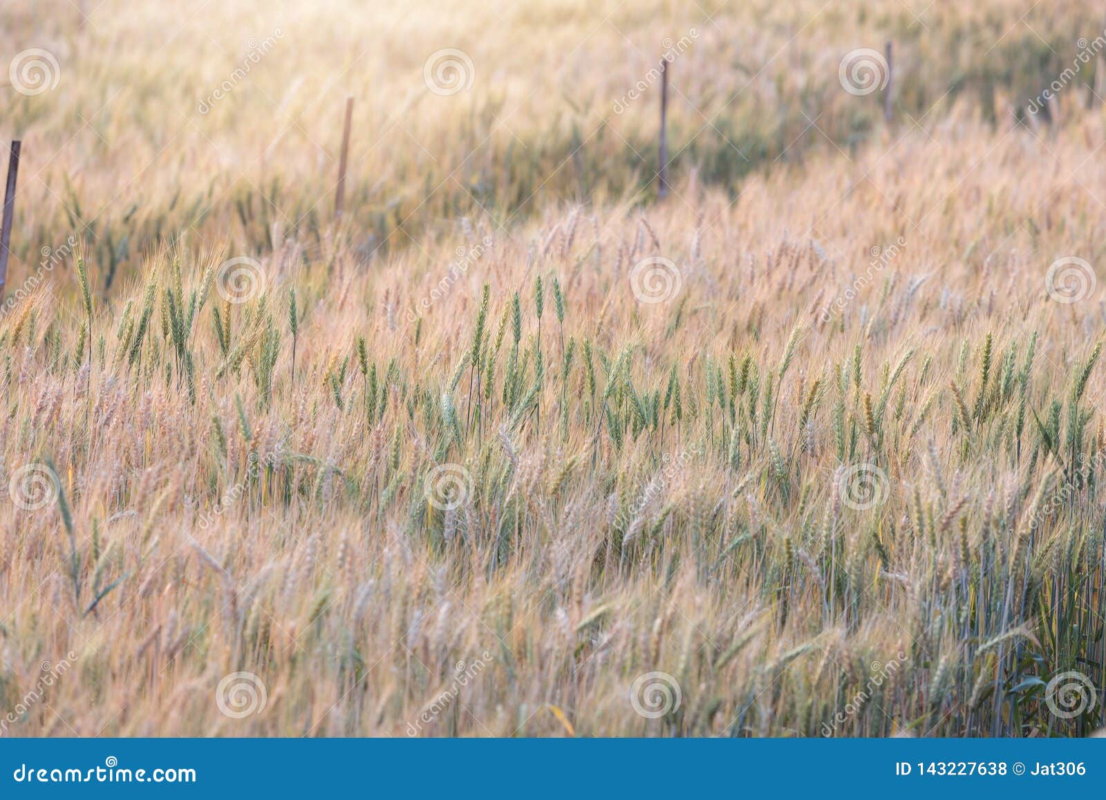 Beautiful Landscape of Barley Field at Sunset Time Stock Photo - Image ...