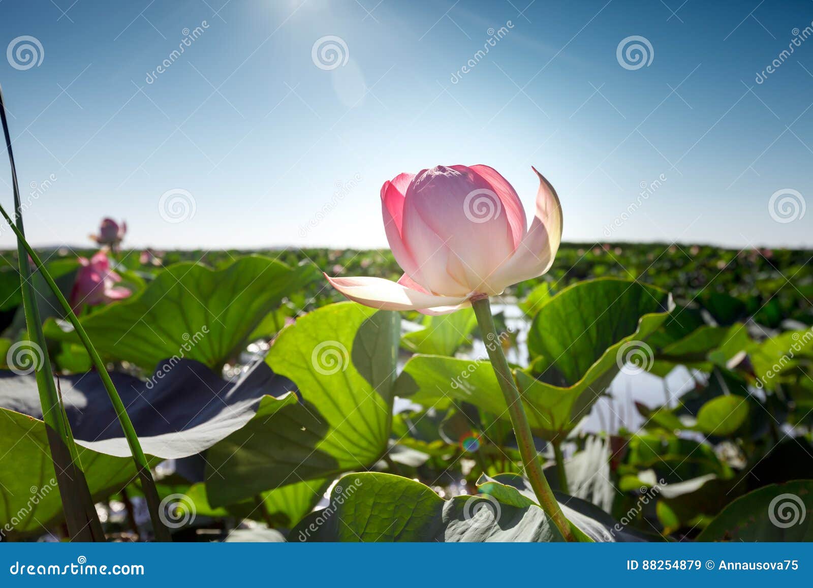 Beautiful Landscape of Blossoming Lotuses Stock Image - Image of plant ...