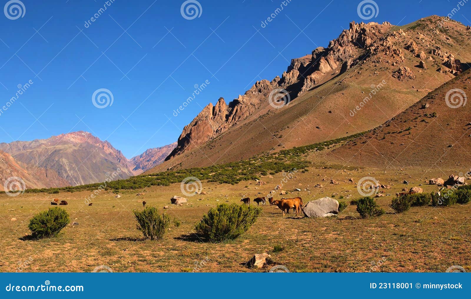 Beautiful Landscape with Cattle in the Andes Stock Image - Image of ...