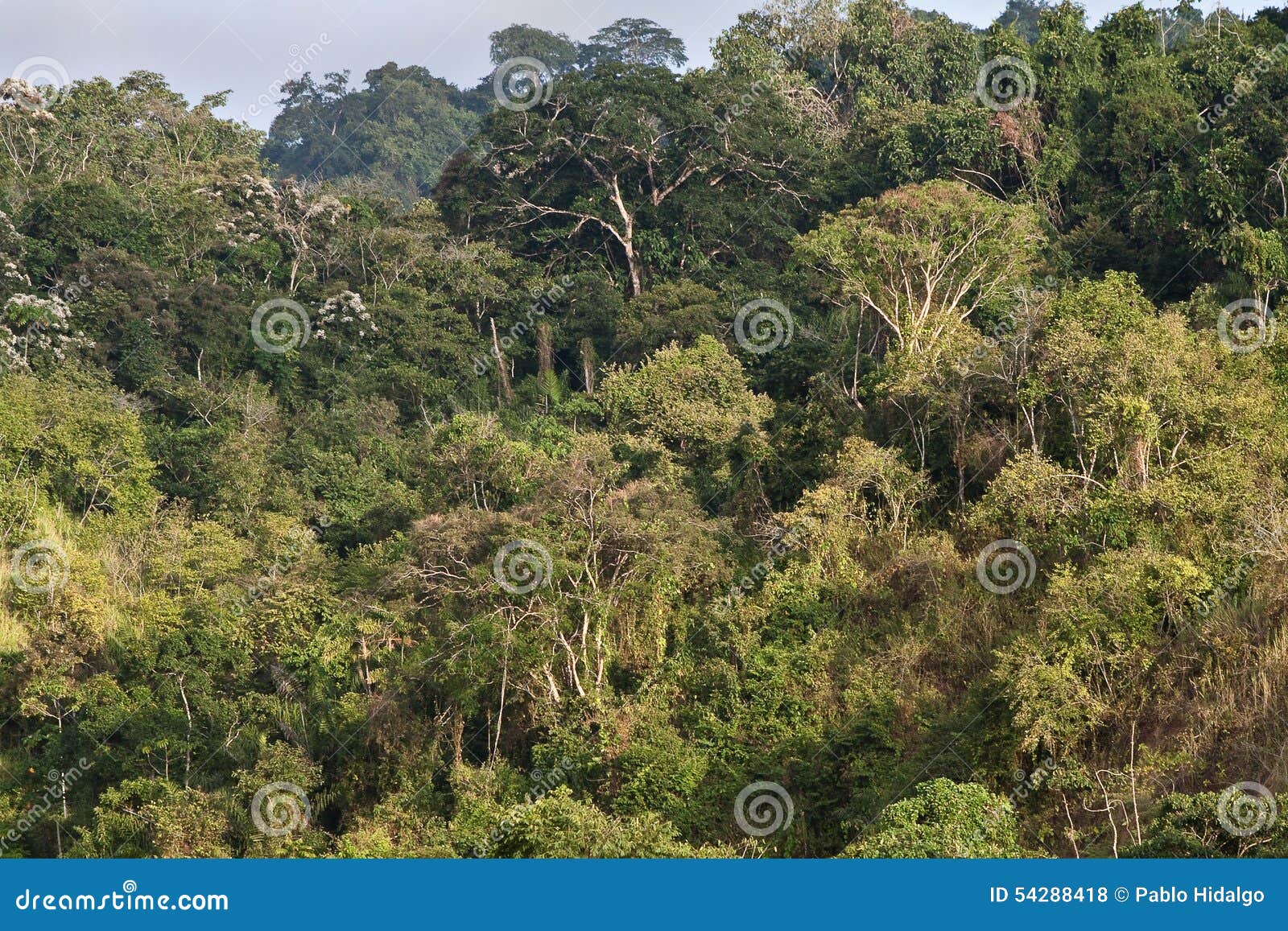 Beautiful Landscape of a Ceibo Tree Forest in Stock Photo - Image of ...