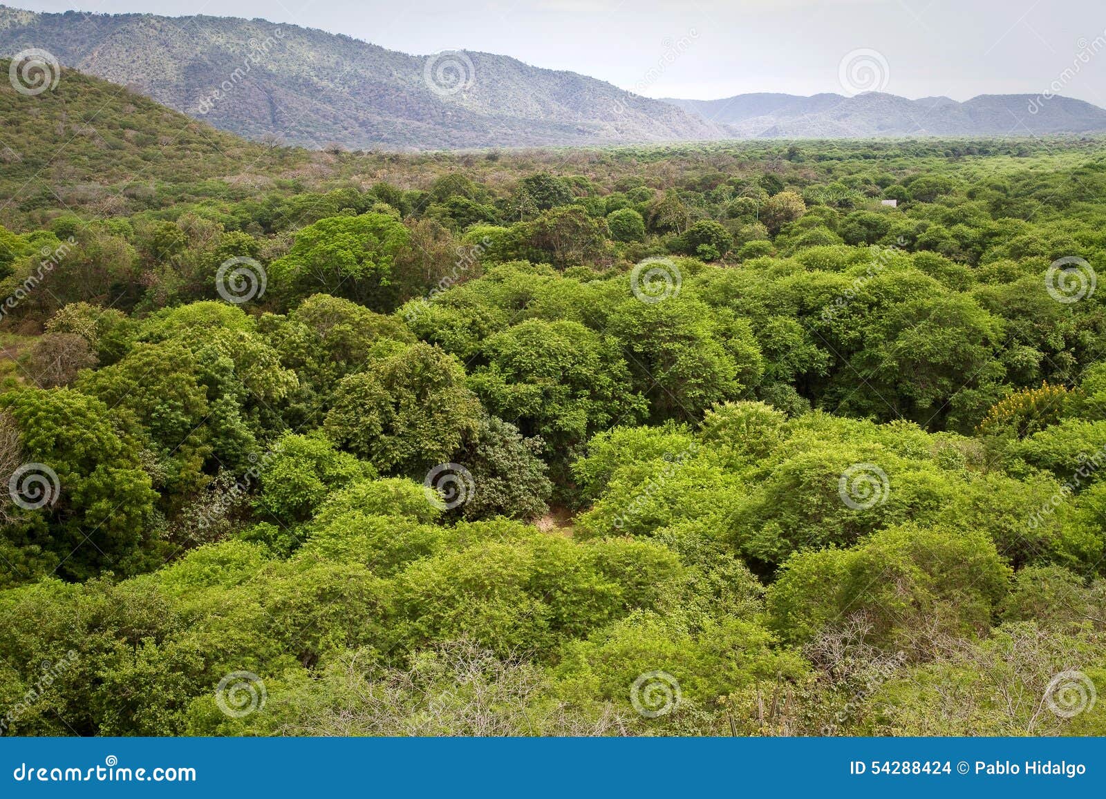 Ceibo Tree Stock Photo | CartoonDealer.com #44046192