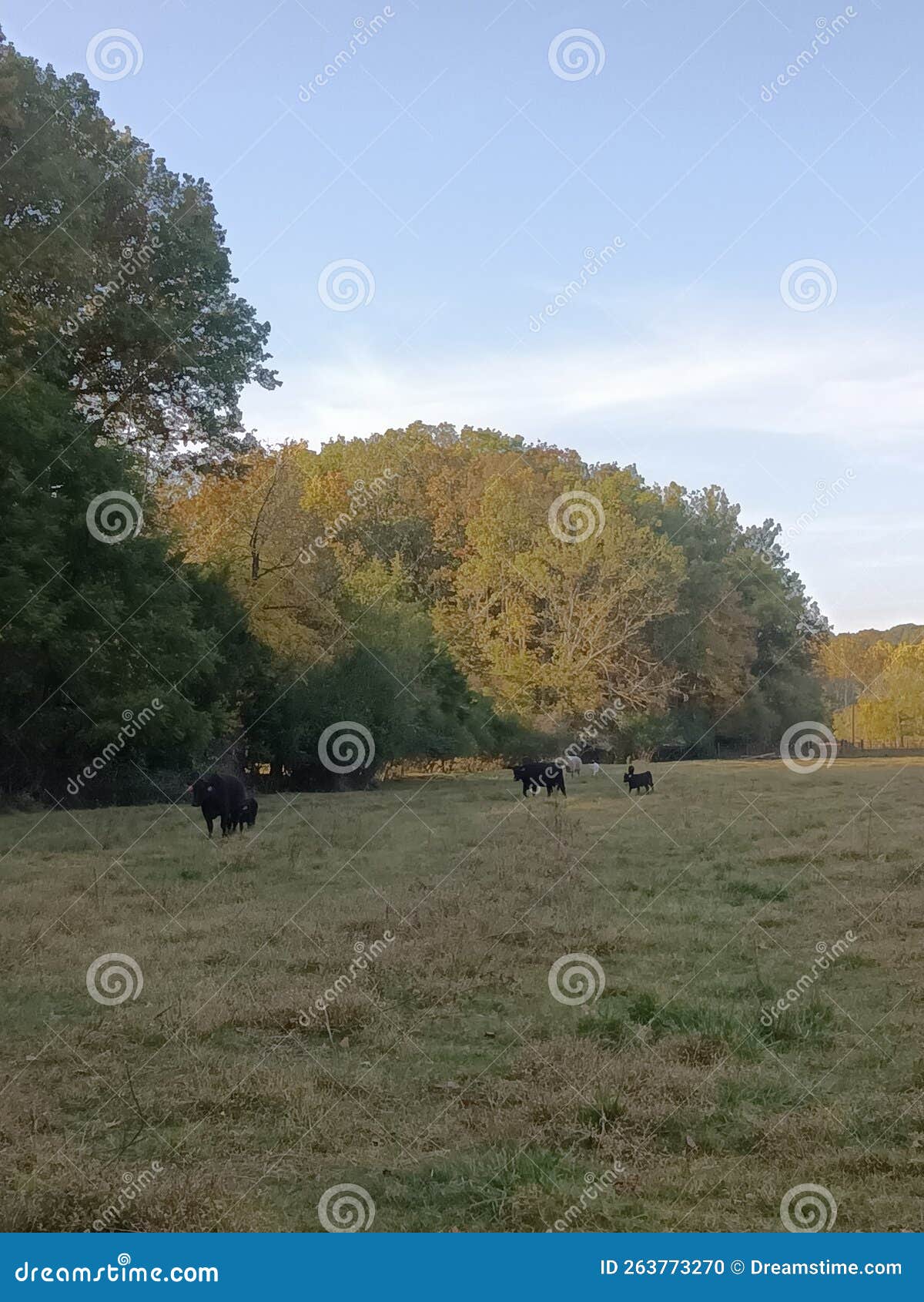 Beautiful Landscape with Cows, Calf and Trees Stock Photo - Image of ...