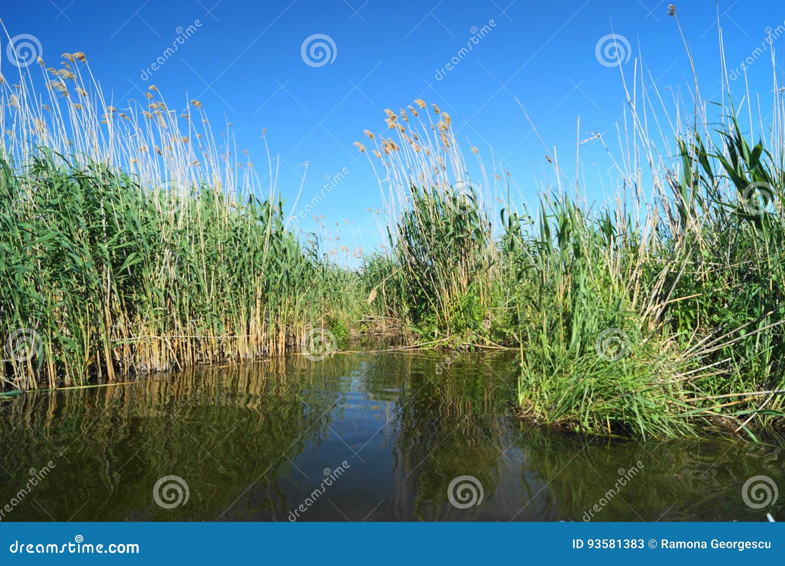 Beautiful Landscape of the Danube Delta, Romania Stock Image - Image of ...