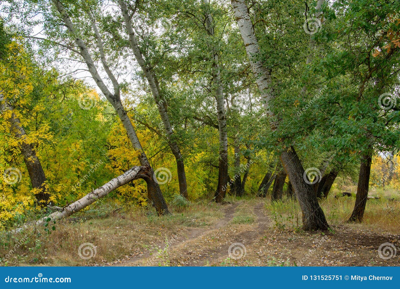 Beautiful Landscape in Deciduous Forest. Path Going through the Forest ...