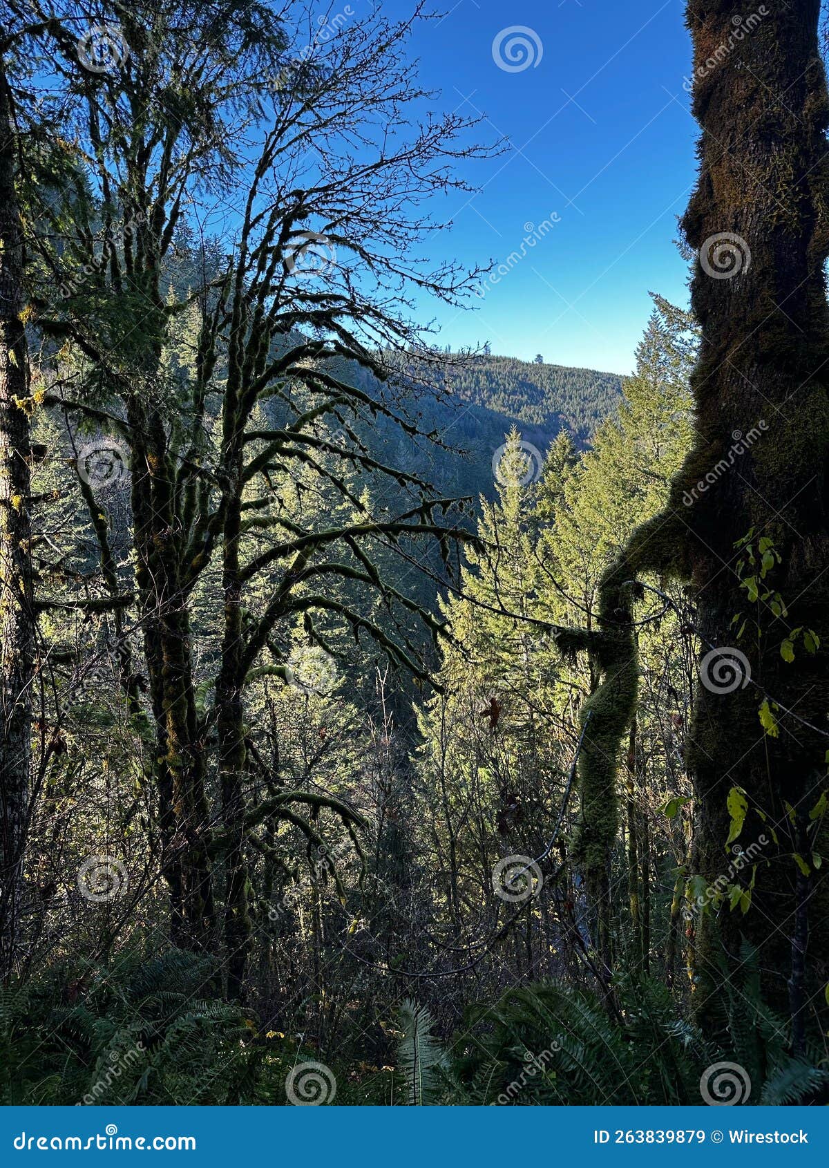 Beautiful Landscape of Dense Forests on Mountains Stock Image - Image ...