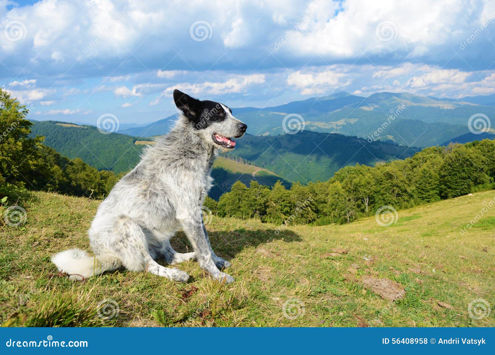 Beautiful Landscape with a Dog on a Background of Mountains and Stock ...