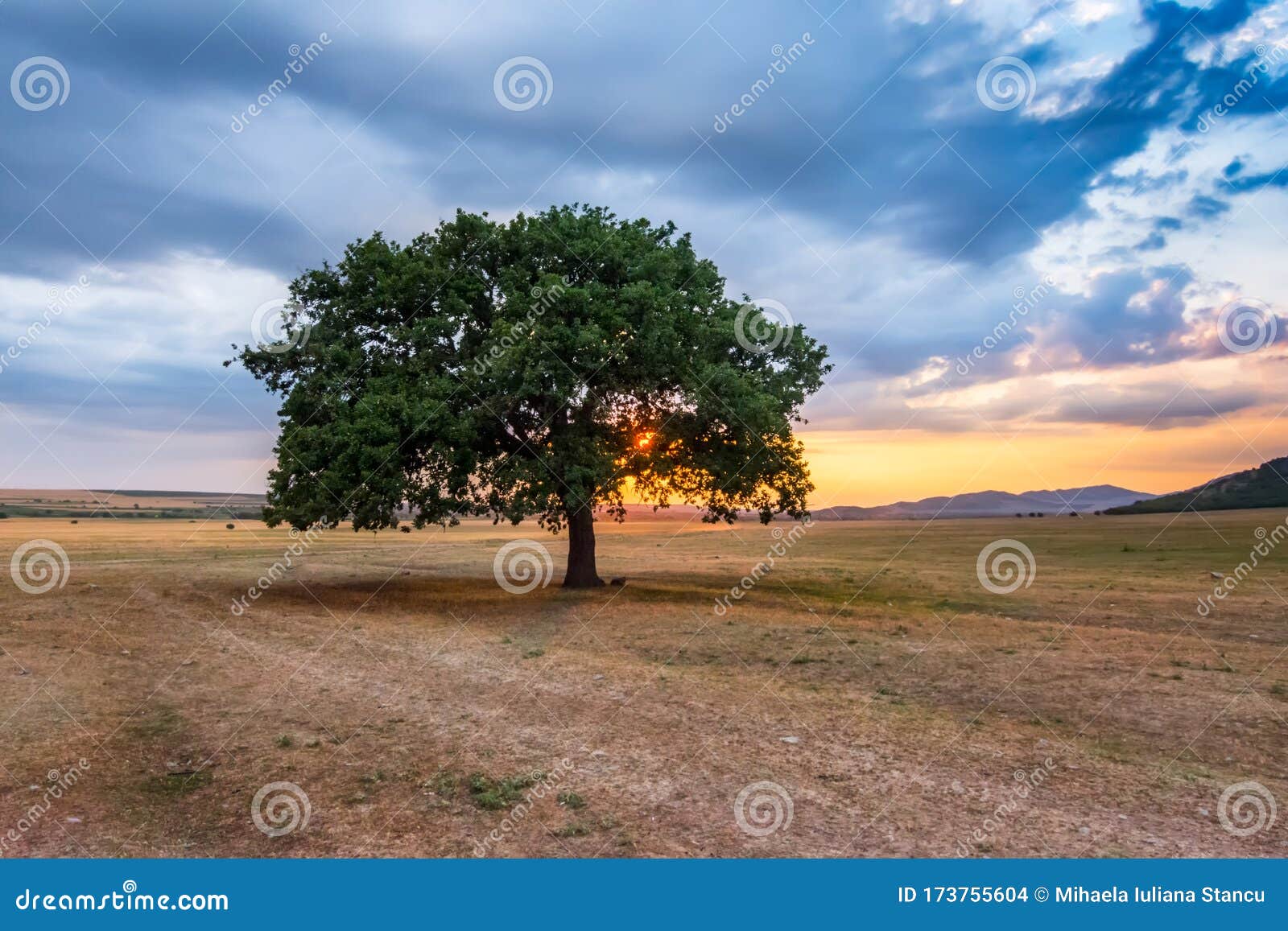 Beautiful Landscape Dramatic Clouds and a Lonely Oak Tree in the Sunset ...