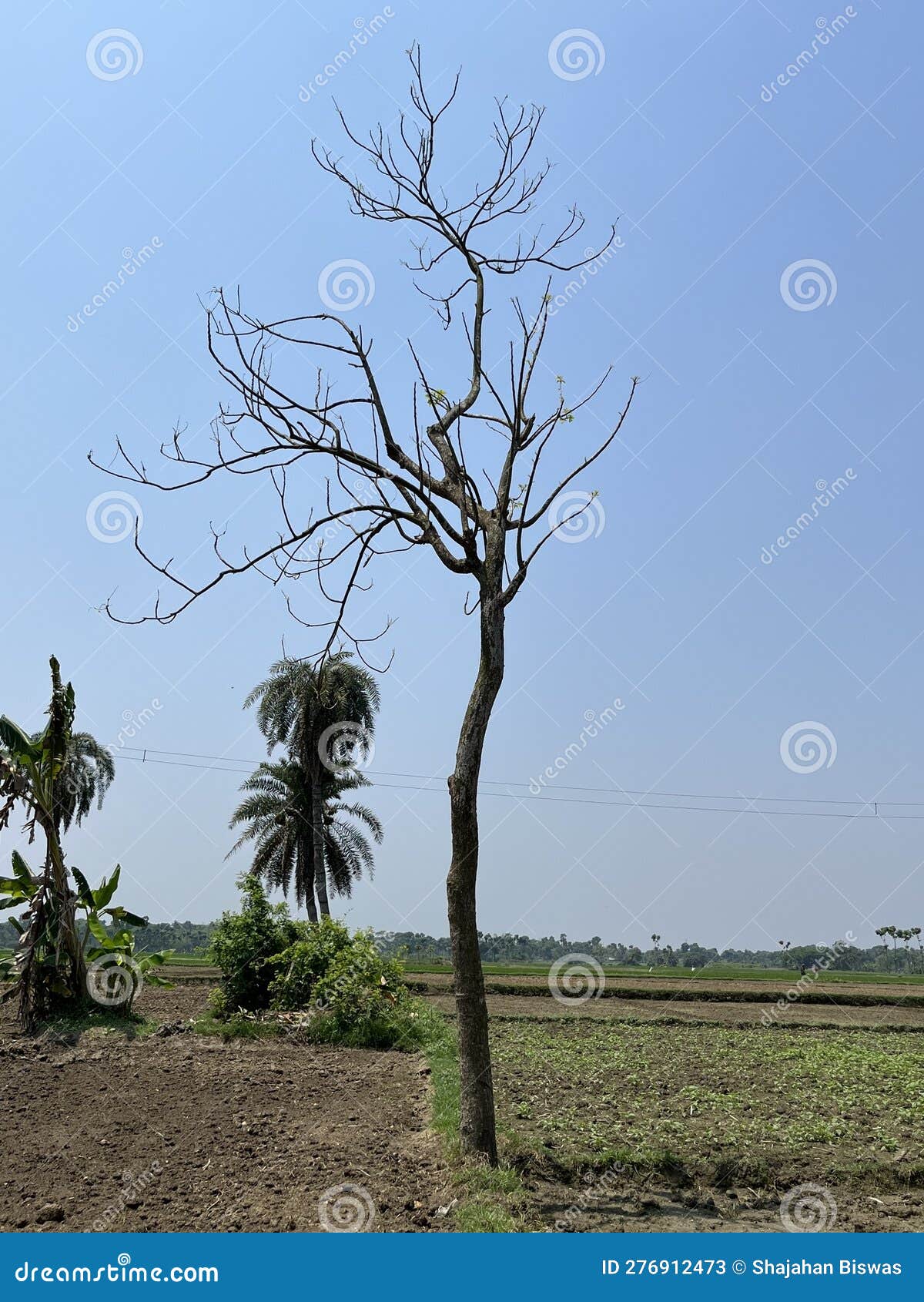 Beautiful Landscape of Dry Tree Branch Sky Use As Natural Background ...