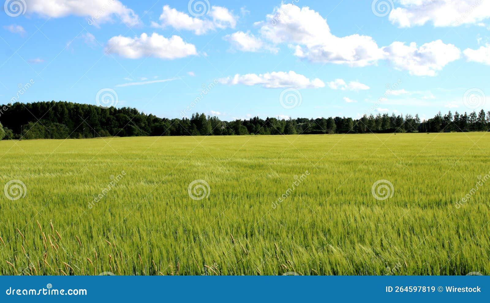 Beautiful Landscape of a Field with Green Grass Stock Image - Image of ...