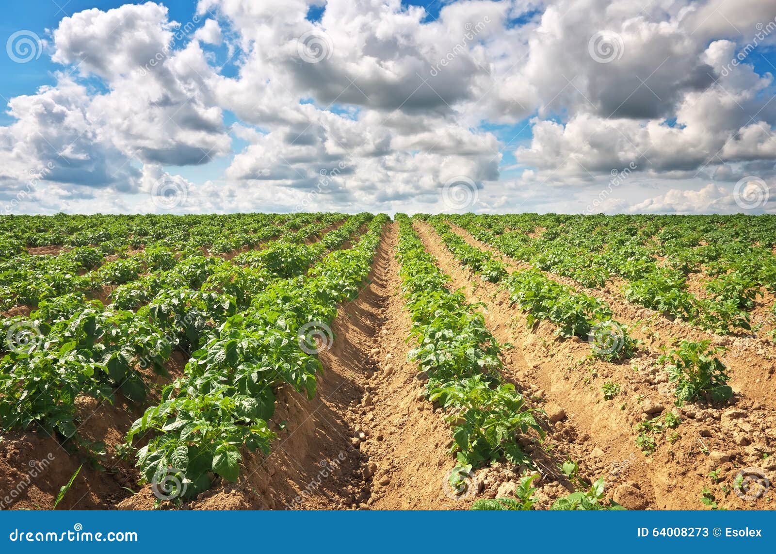 Beautiful Landscape with Field of Potatos and Cloudy Sky. Stock Image ...