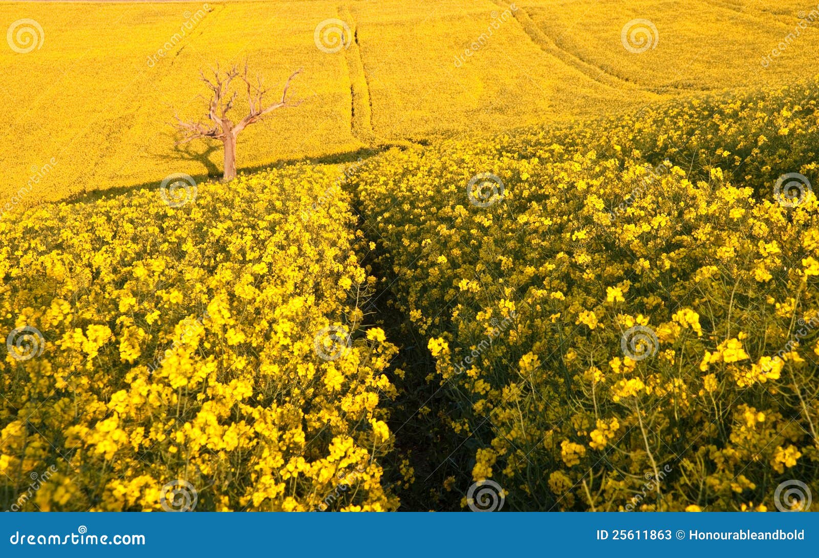 Beautiful Landscape Field of Rapeseed in Countr Stock Image - Image of ...