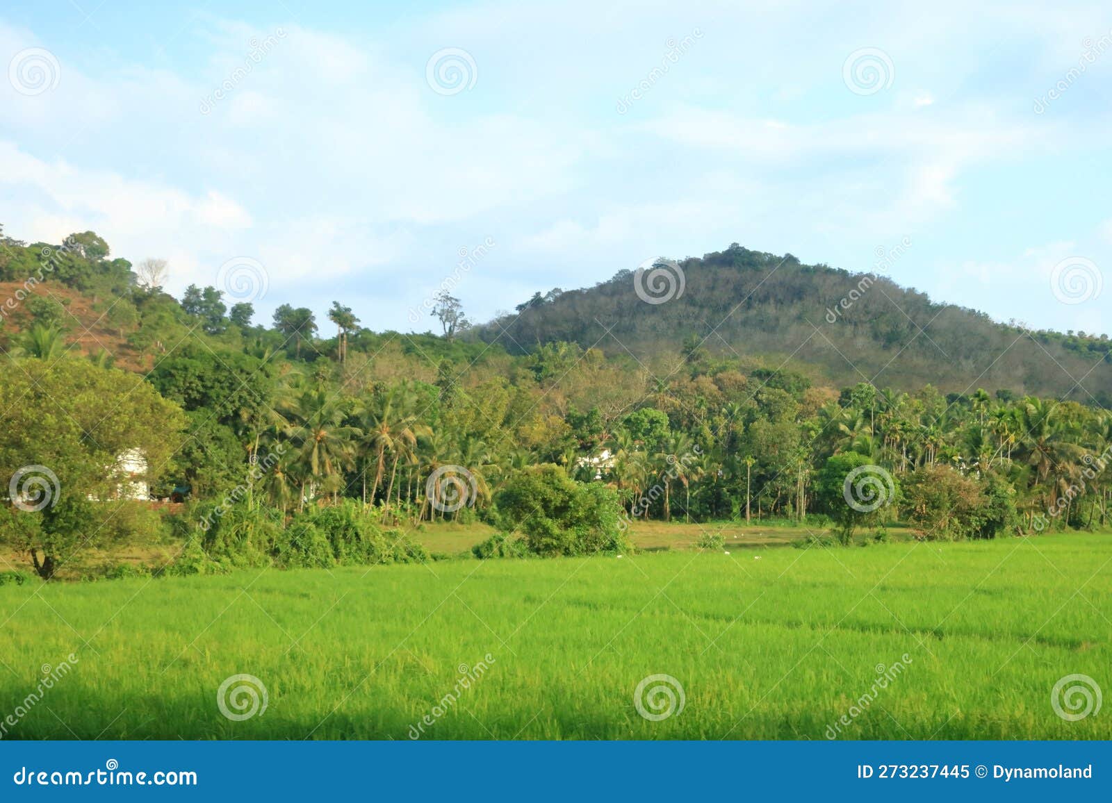 Beautiful Landscape with Field in South India Stock Image - Image of ...