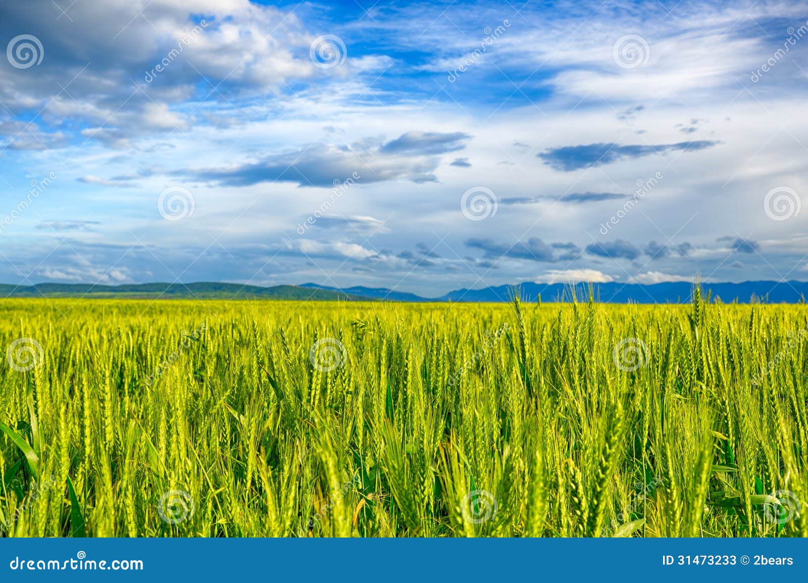 Beautiful Landscape Field of Wheat, Cloud and Mountain Stock Image ...