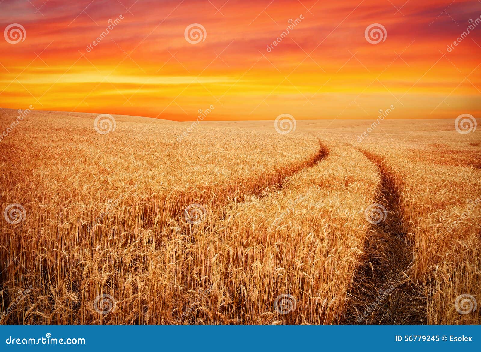 Beautiful Landscape with Field of Wheat and Sunset Sky. Stock Image ...