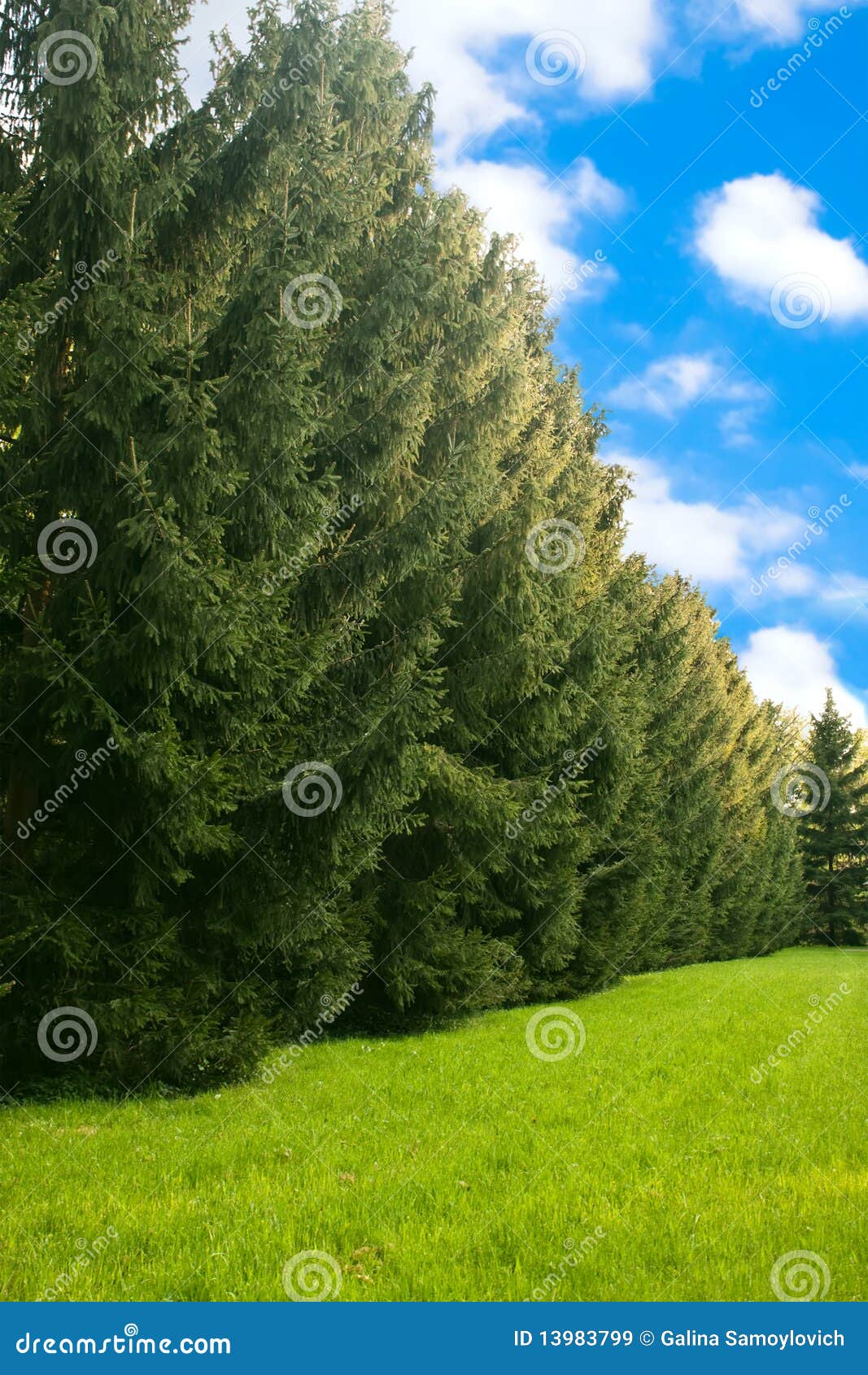 Beautiful Landscape with Fir Trees. Stock Image - Image of branches ...