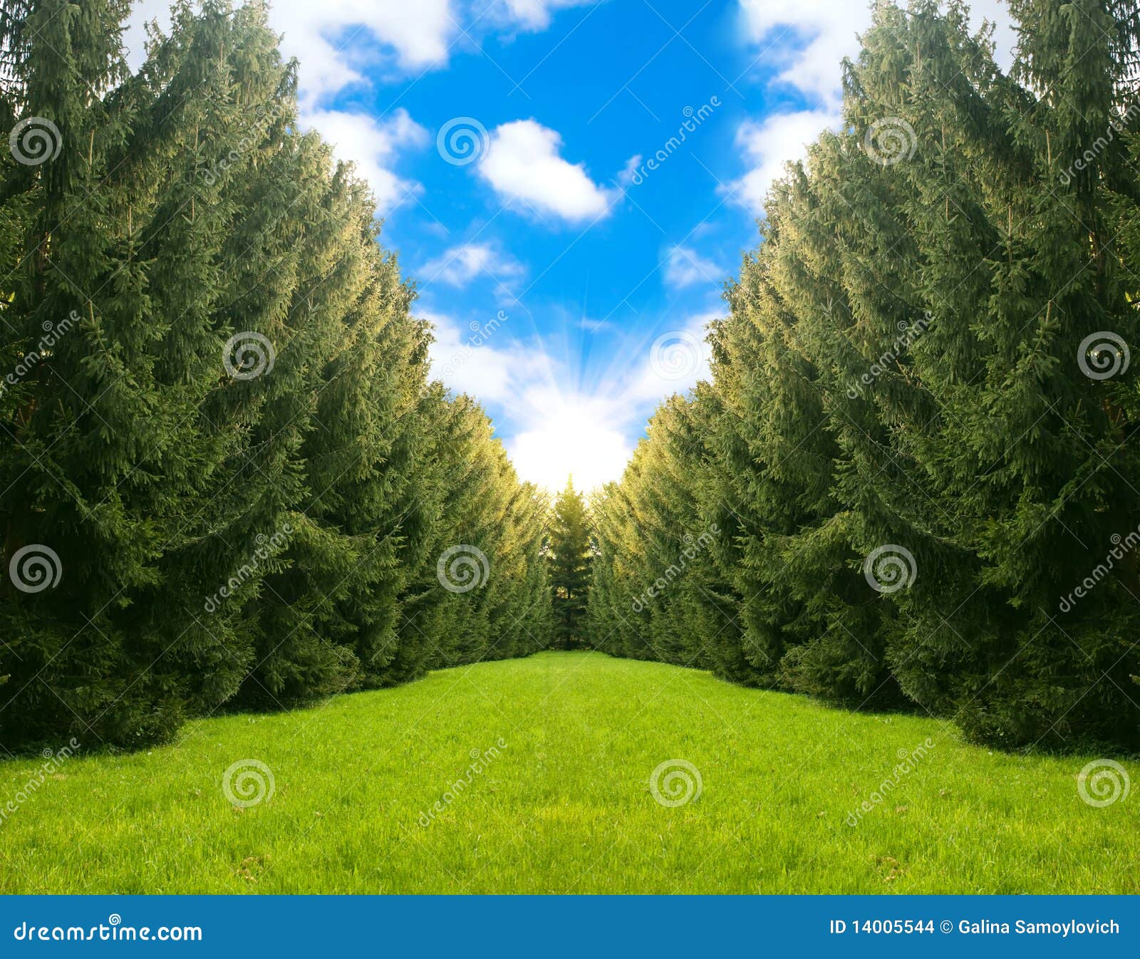 Beautiful Landscape with Fir Trees. Stock Photo - Image of nature ...