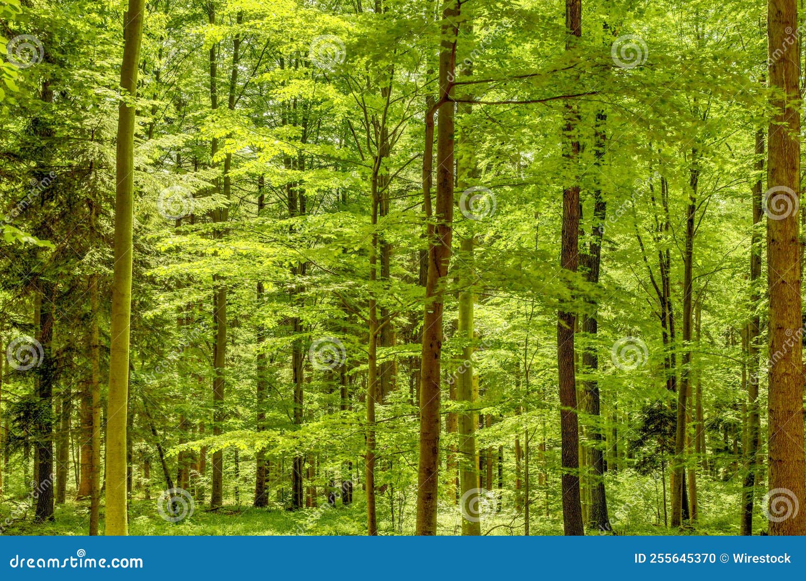 Beautiful Landscape of a Forest with Many Trees. Stock Photo - Image of ...