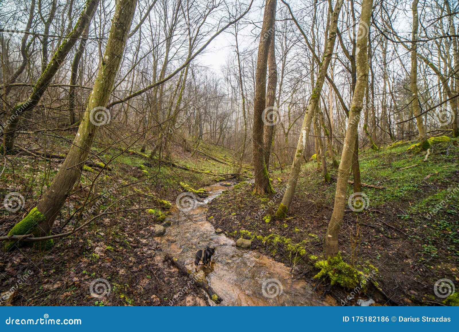 Forest Stream in Early Spring Nature Stock Photo - Image of lithuania ...
