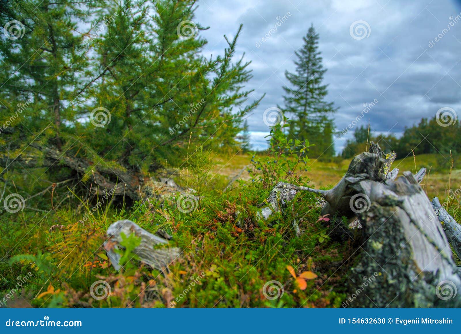 Beautiful Landscape of Forest-tundra Stock Photo - Image of polar ...