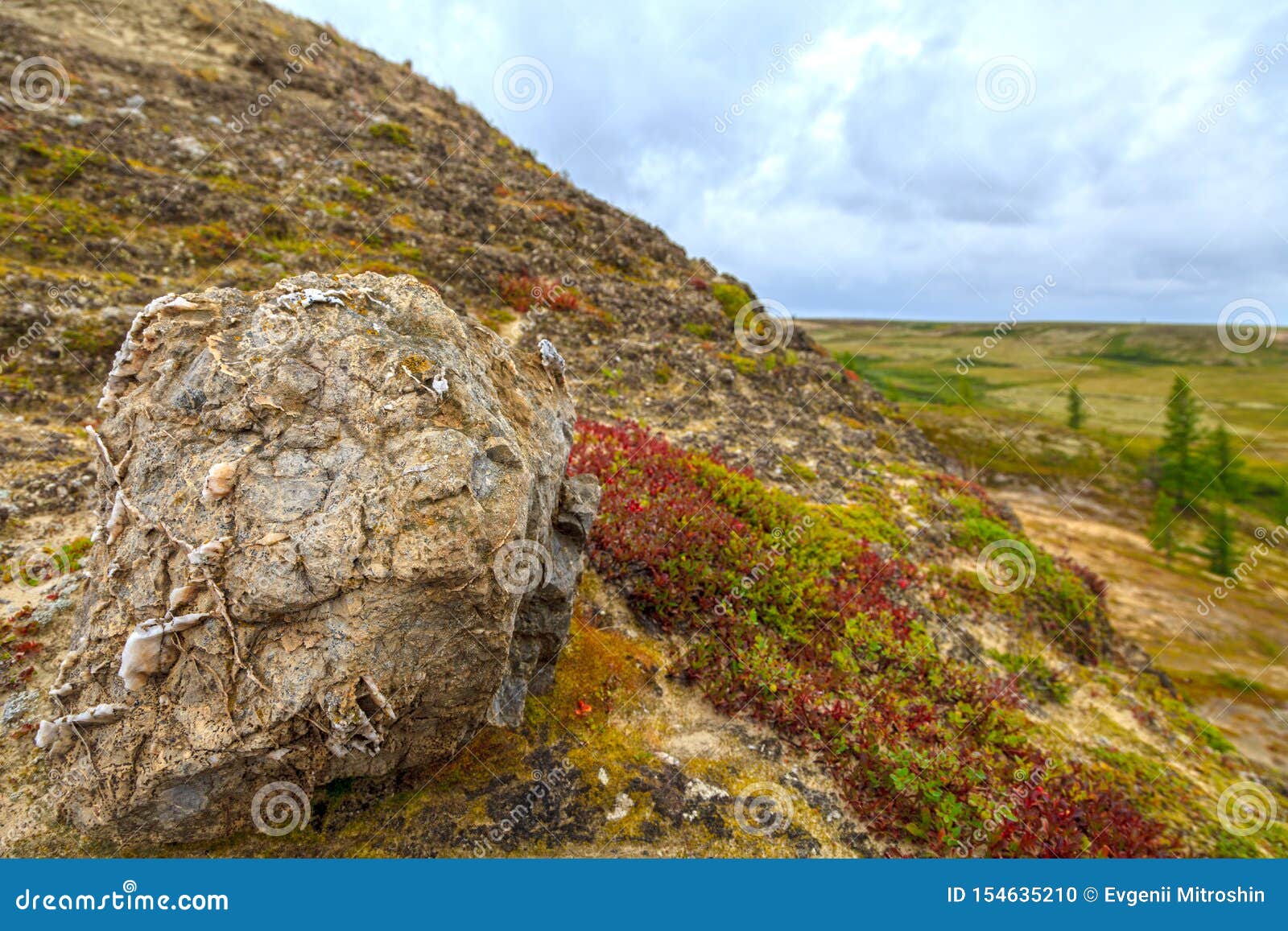 Beautiful Landscape of Forest-tundra Stock Photo - Image of polar ...