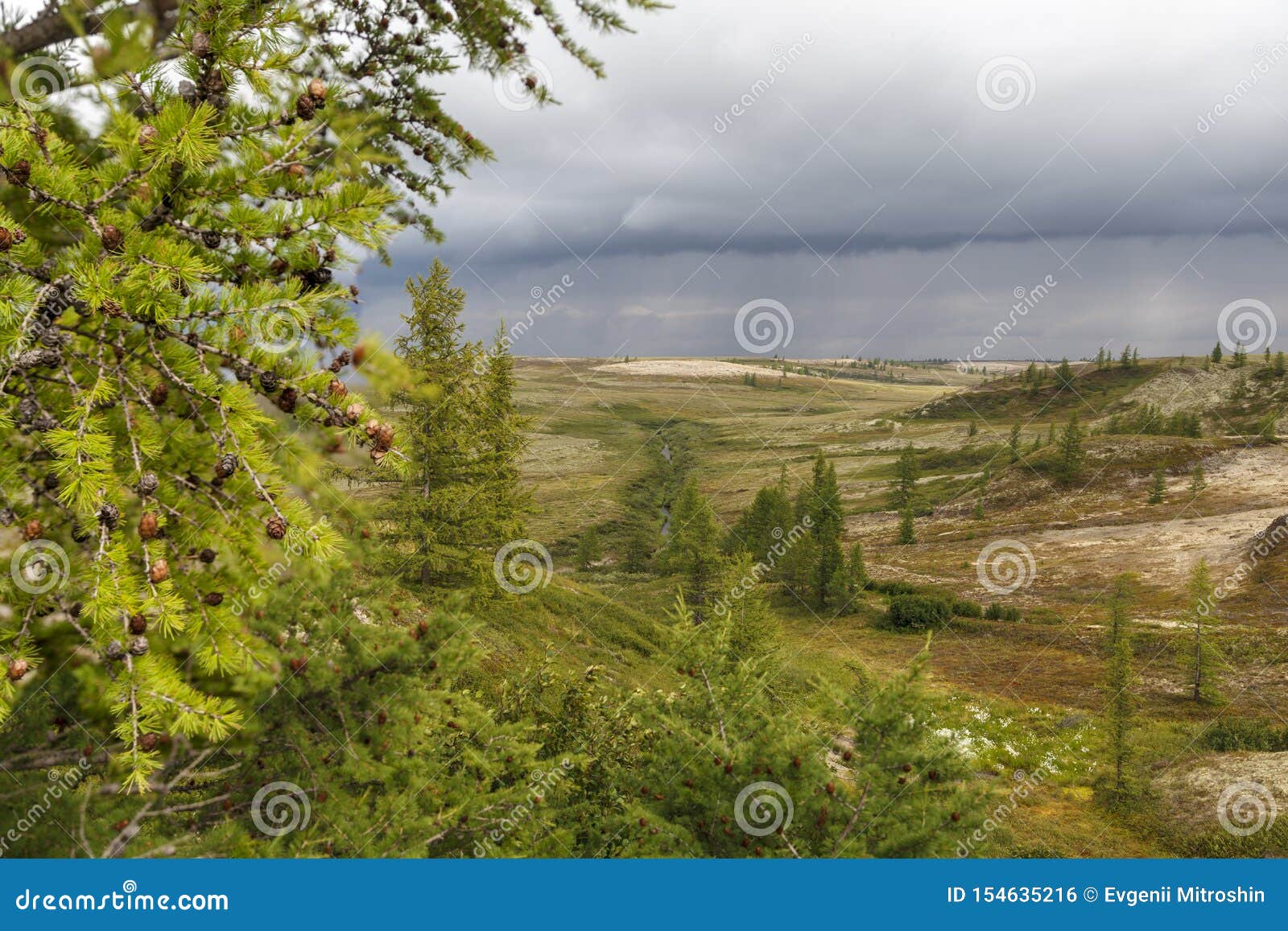 Beautiful Landscape of Forest-tundra Stock Photo - Image of green ...