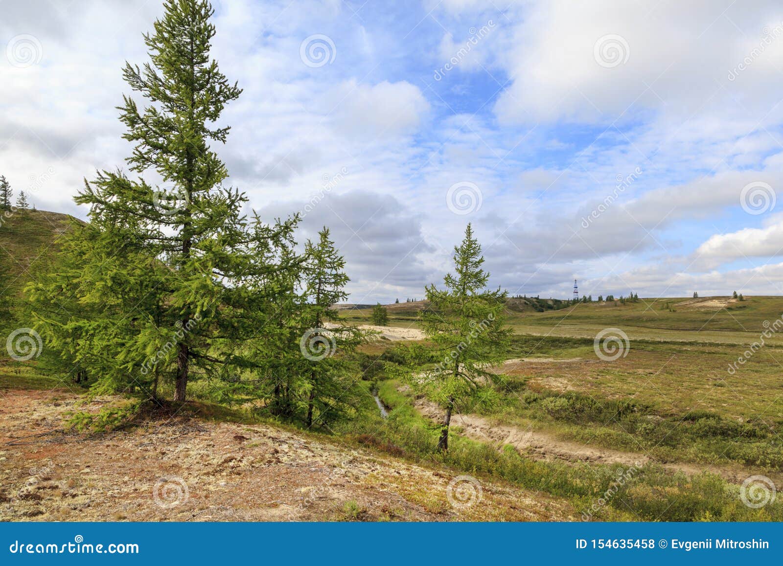 Beautiful Landscape of Forest-tundra Stock Photo - Image of moss ...
