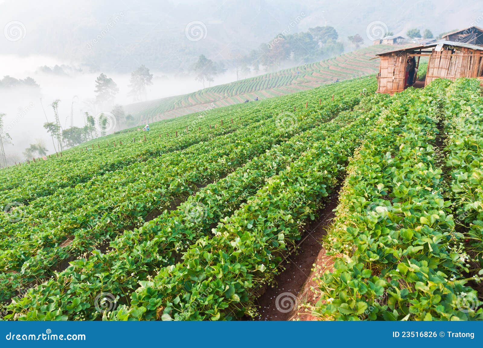 Beautiful Landscape and Fresh Strawberries Farm Stock Photo - Image of ...
