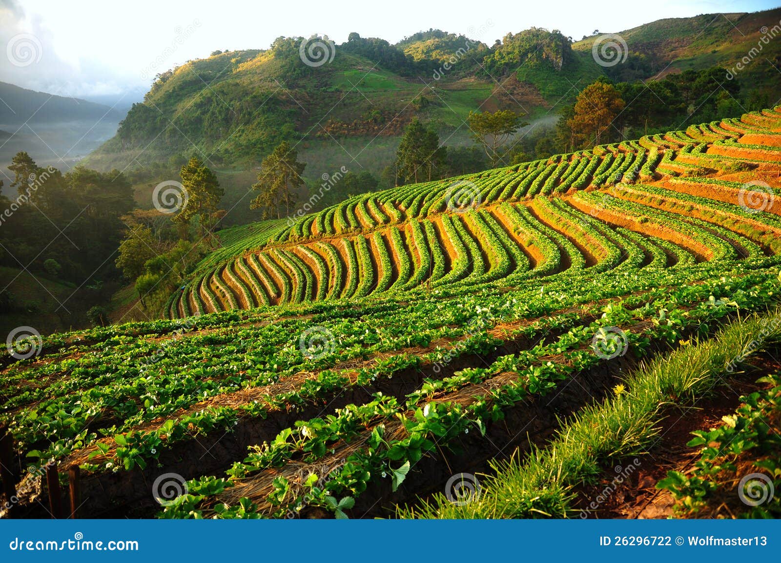 Beautiful Landscape and Fresh Strawberries Farm Stock Photo - Image of ...