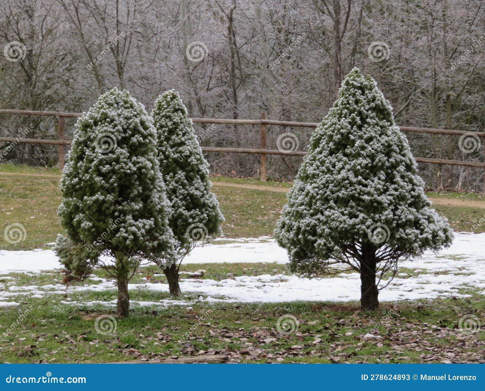 Beautiful Landscape Frozen Trees by Cold and Snow Stock Image - Image ...