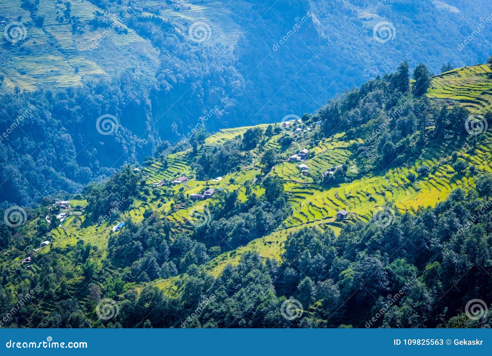 Green Field of Rice in Nepal Stock Image - Image of nepal, paddy: 109825563