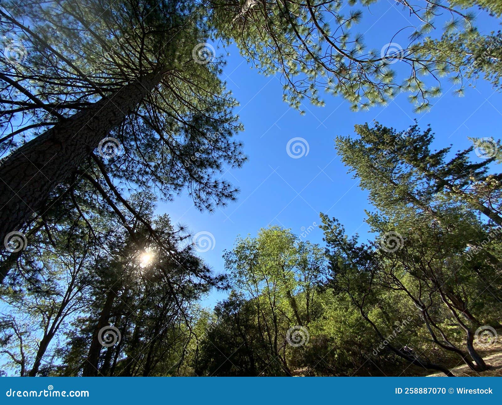 Beautiful Landscape of Green Trees on a Sunny Day Stock Photo - Image ...