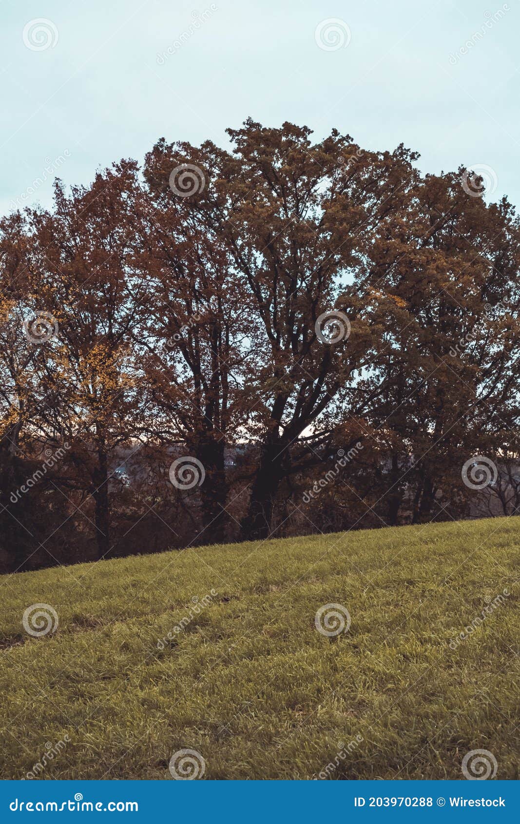 Beautiful Landscape with Greenery and Trees Stock Photo - Image of park ...