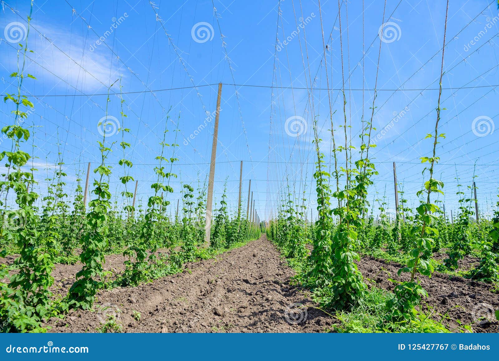 Hops field and blue sky stock image. Image of farm, ingredient - 125427767