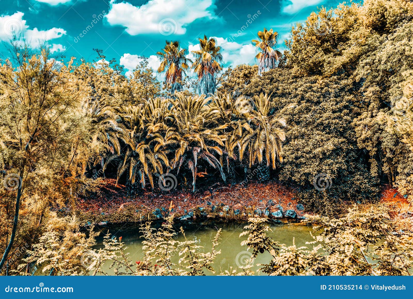 Beautiful Landscape of Humid Tropical Jungle Stock Photo - Image of ...
