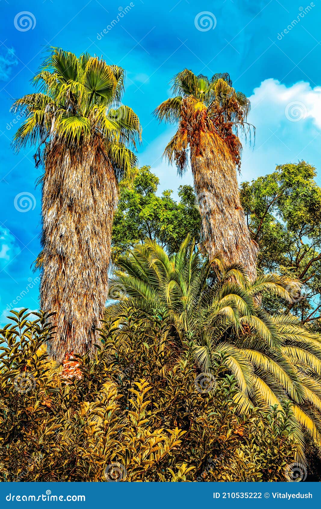 Beautiful Landscape of Humid Tropical Jungle Stock Photo - Image of ...
