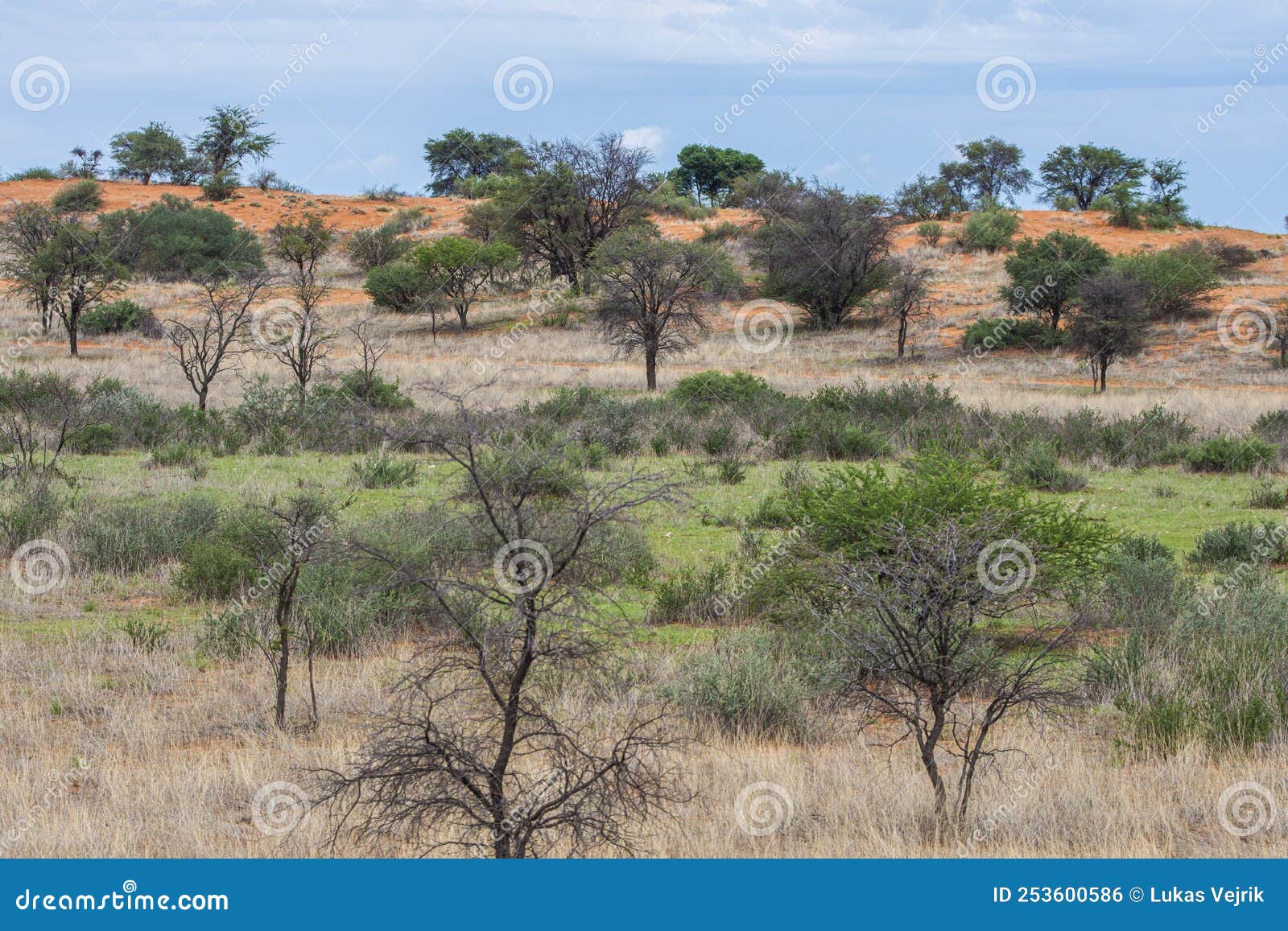 Sable Antelope on Orange Dune in Kalahari Desert, Namibia Stock Photo ...