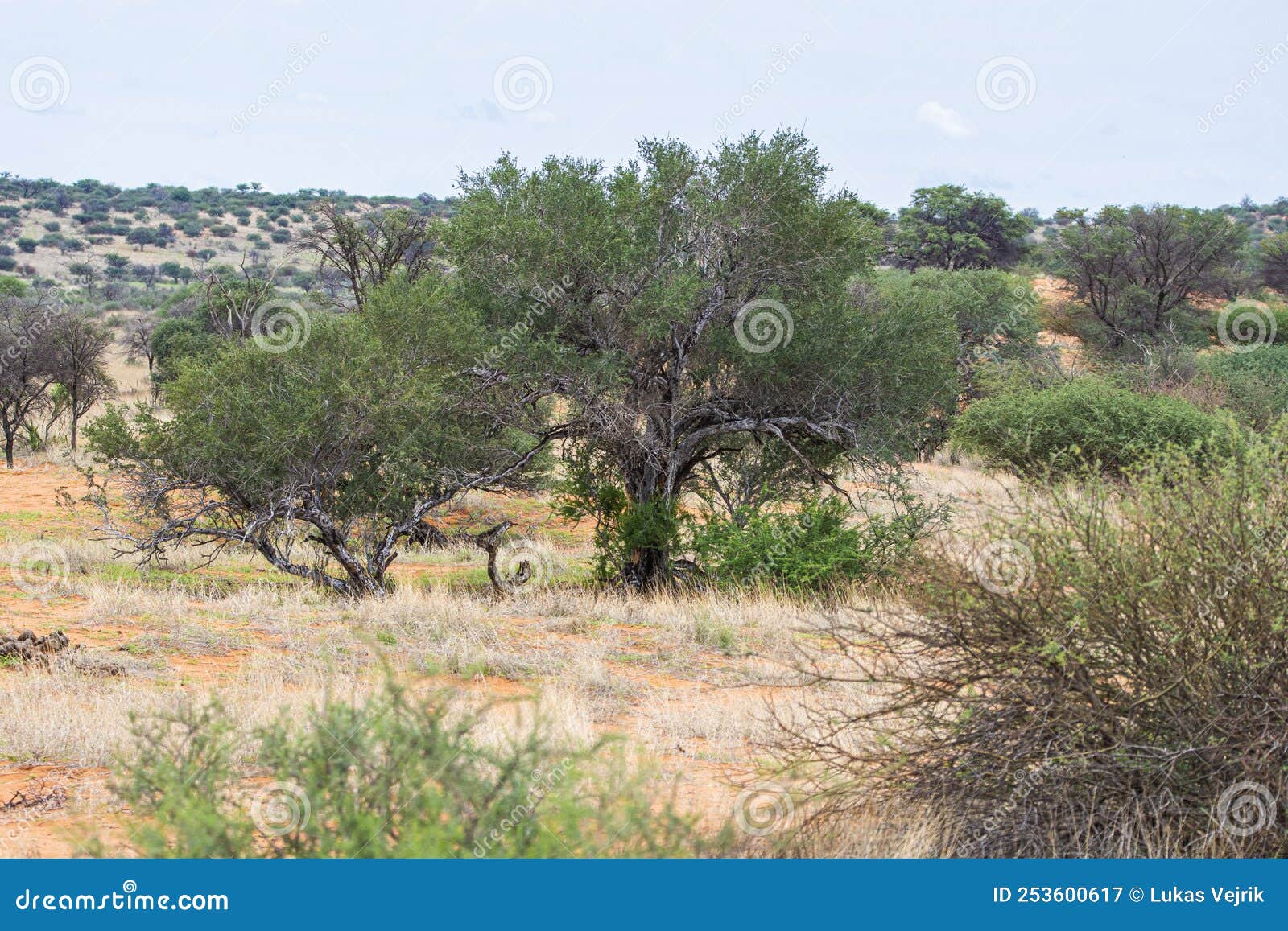 Sable Antelope on Orange Dune in Kalahari Desert, Namibia Stock Image ...