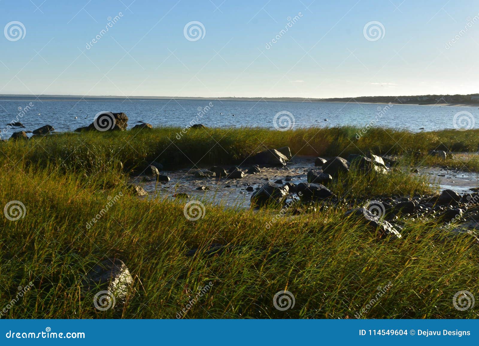 Beautiful Landscape with Long Green Beach Grass Stock Photo - Image of ...