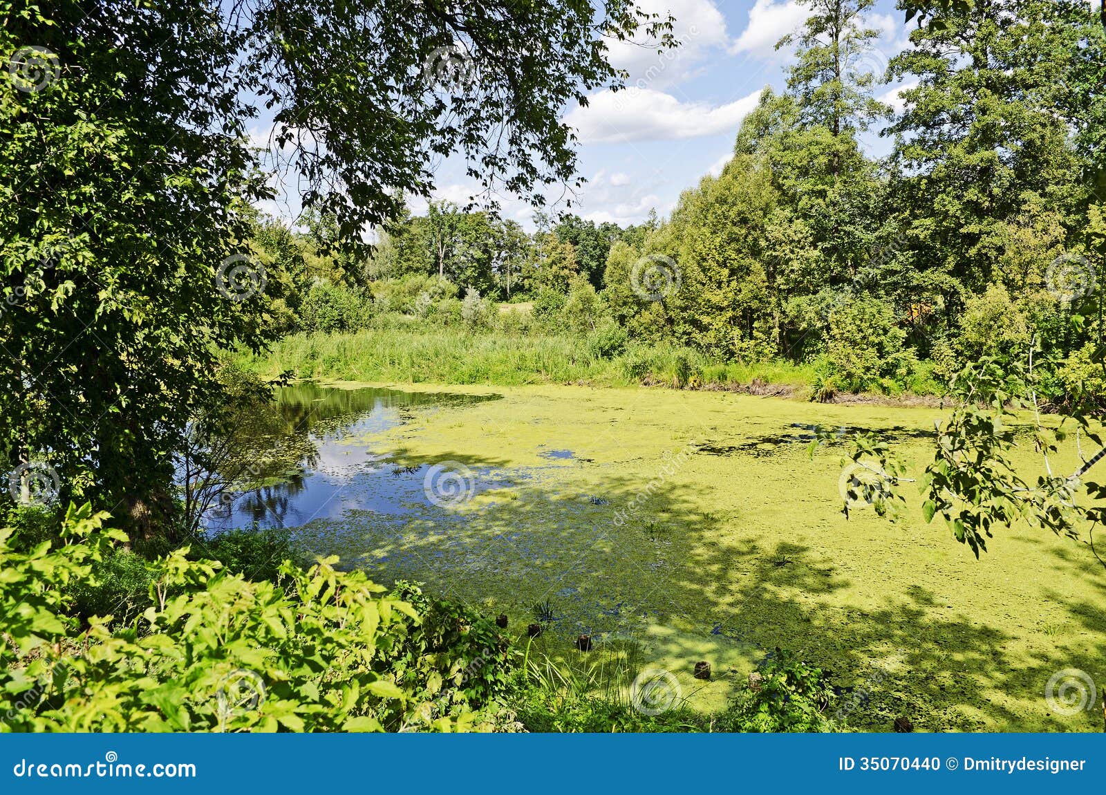 Beautiful Landscape of Marsh Stock Photo - Image of nature, landscape ...