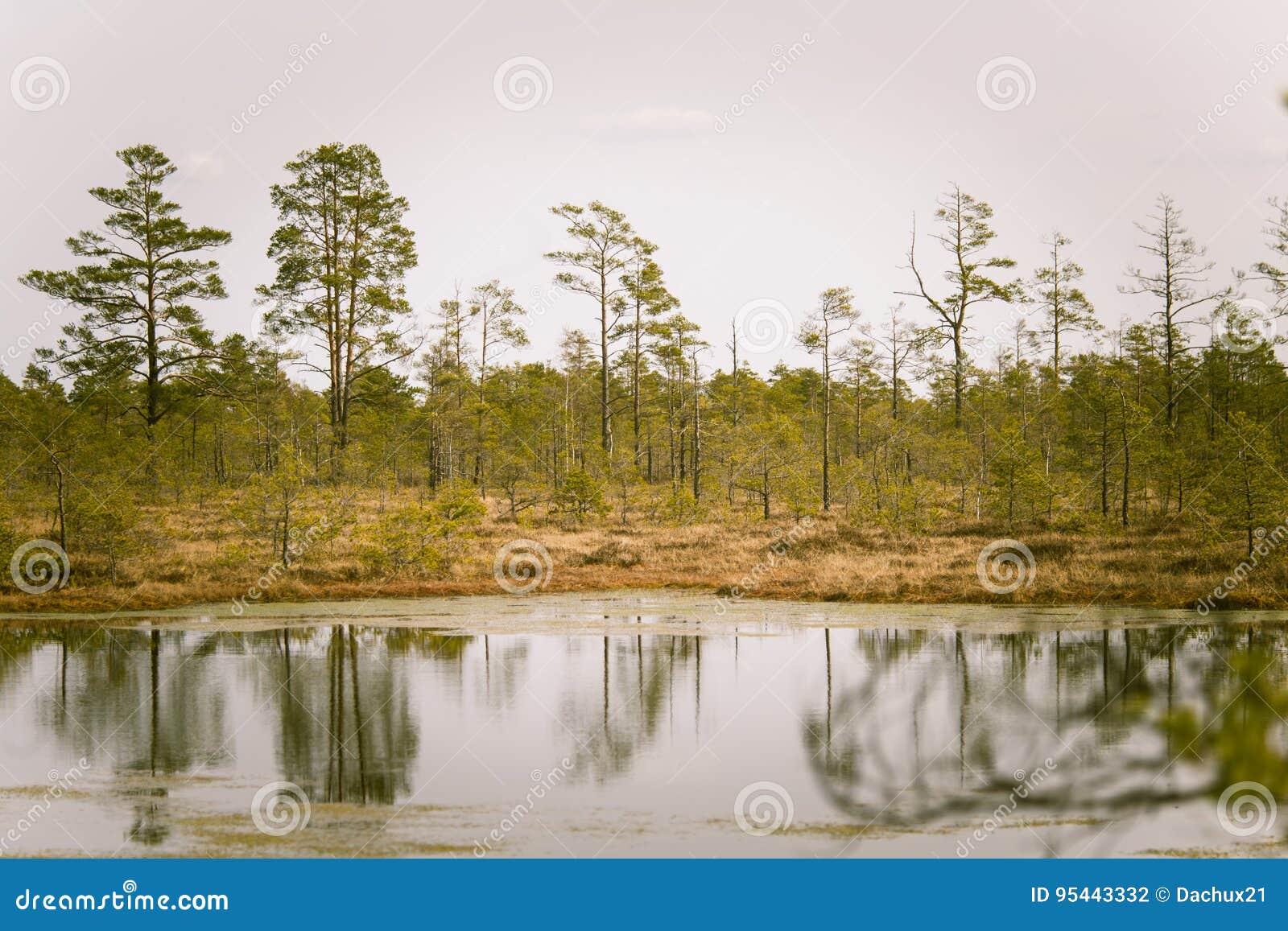 A Beautiful Landscape of a Marsh with a Water Ponds Stock Photo - Image ...