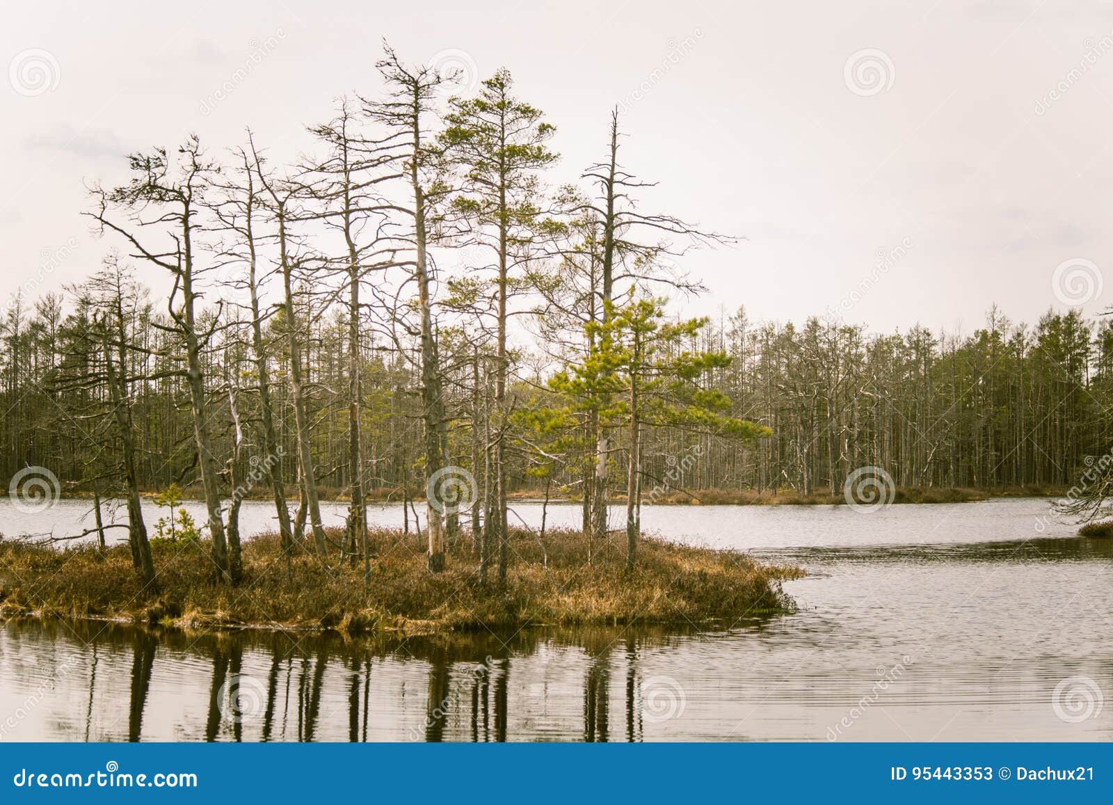 A Beautiful Landscape of a Marsh with a Water Ponds Stock Image - Image ...