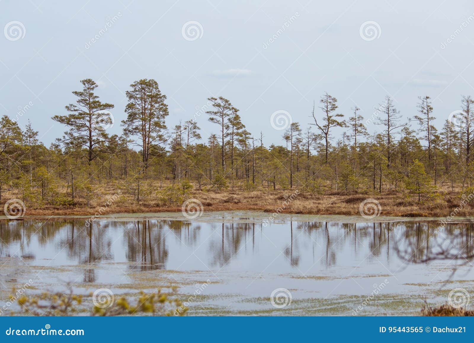 A Beautiful Landscape of a Marsh with a Water Ponds Stock Image - Image ...