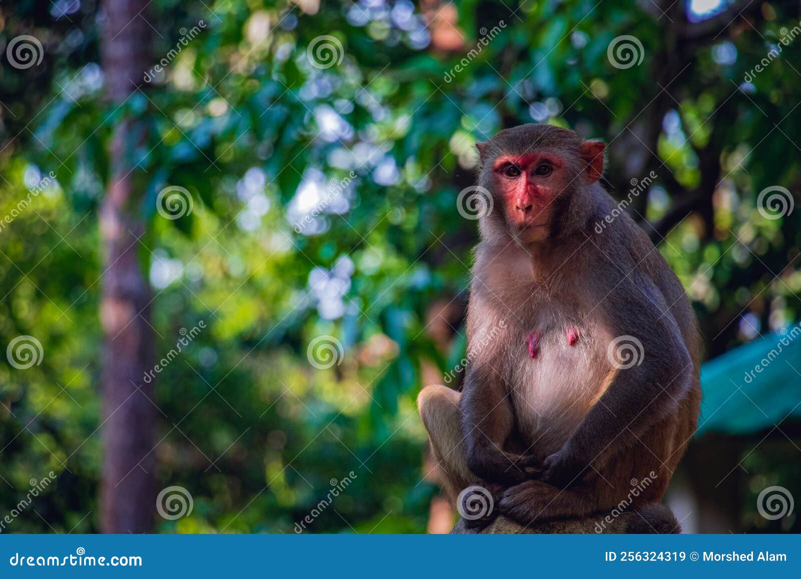 A Beautiful Landscape of a Monkey Stock Image - Image of mammal, eyes ...