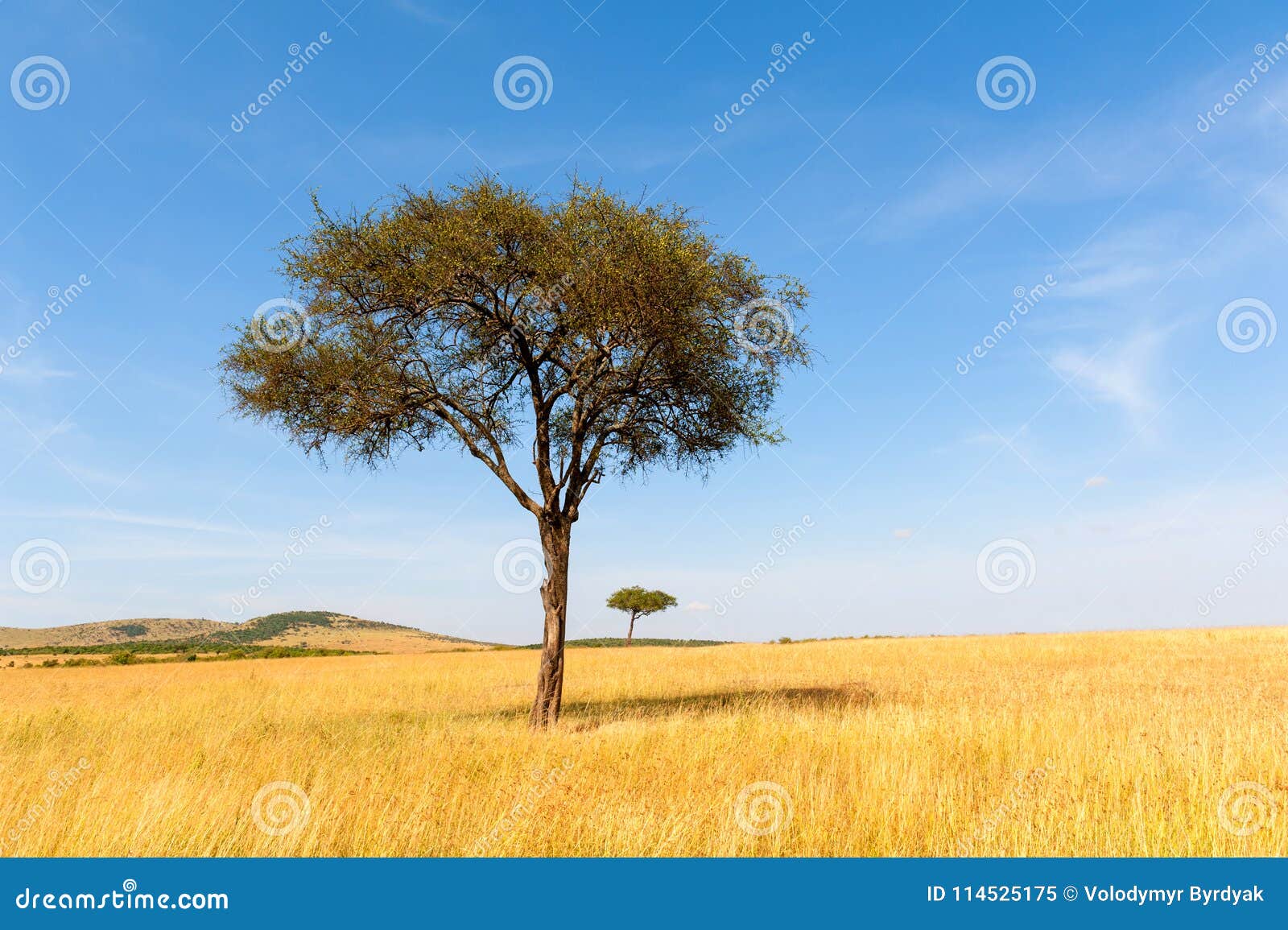 Landscape with Nobody Tree in Africa Stock Image - Image of reserve ...
