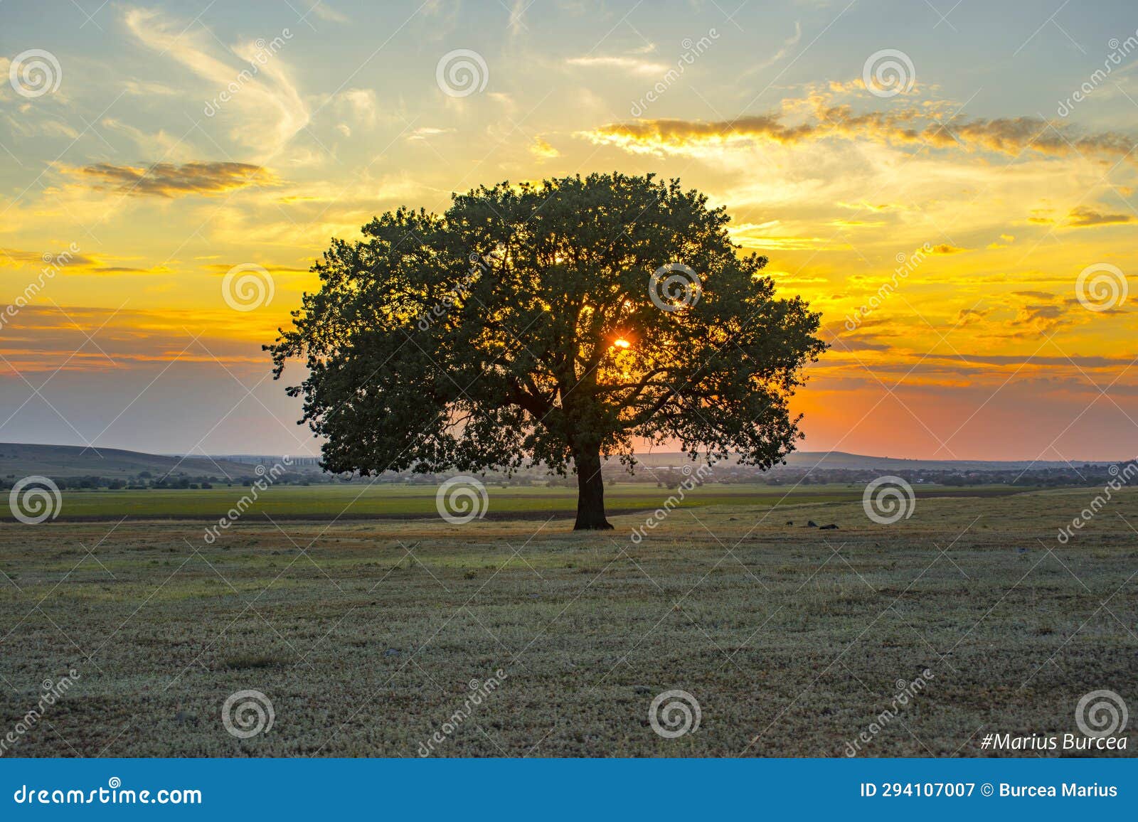 Beautiful Landscape with Oak Tree at Sunset Stock Image - Image of ...