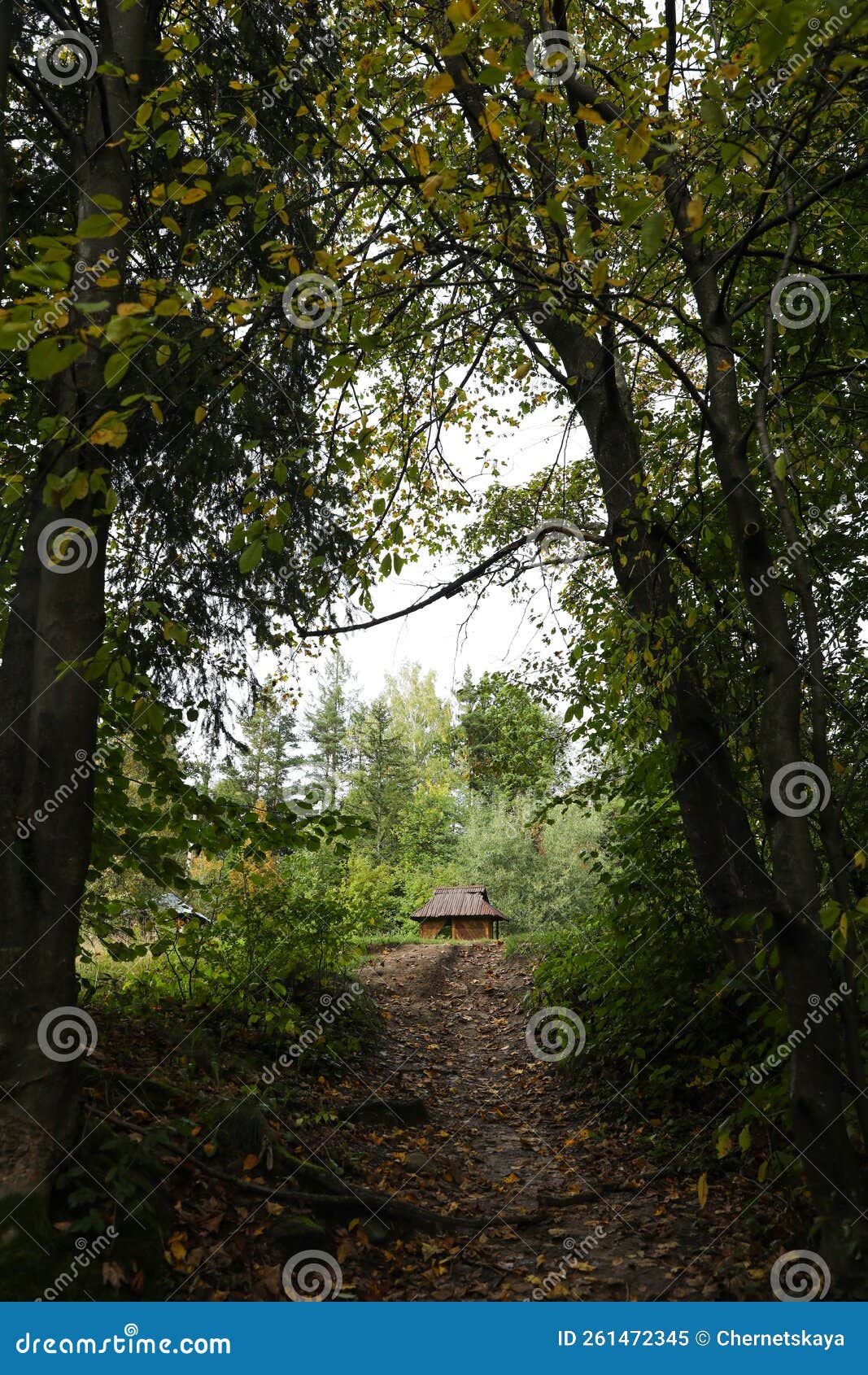 Beautiful Landscape with Pathway among Tall Trees in Forest Stock Image ...