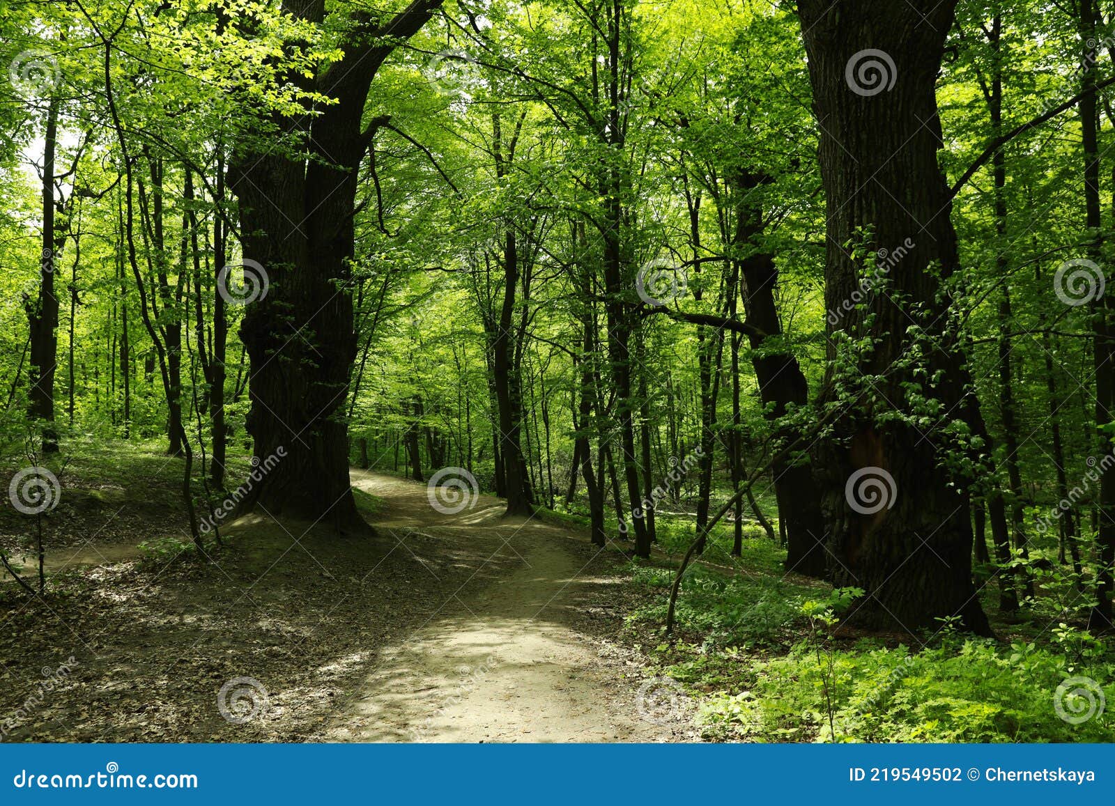 Landscape, Pathway, High And Steep Wooden Floor, Beautiful Sky ...